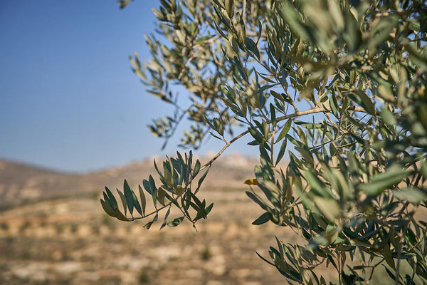 What Does Normal Mean for Palestinians?